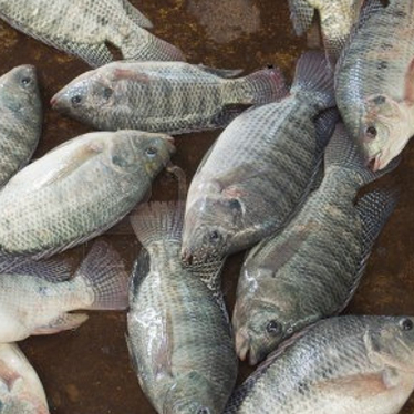Receita de Peixe Cru por Allanzito